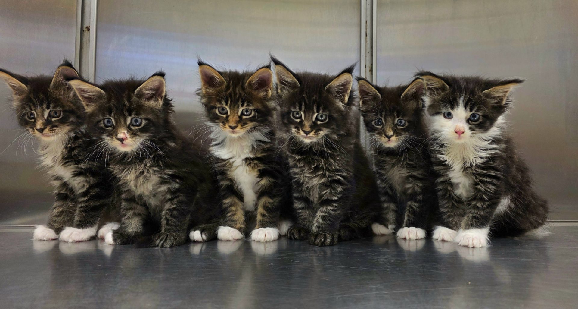 Maine Coon Cats for Sale | Maine Coon Breeder | Greenville, Maine