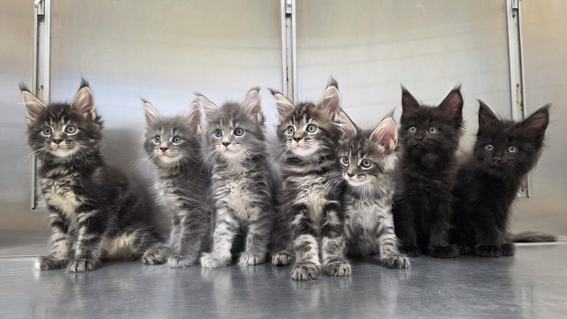 Maine Coon Cats for Sale | Maine Coon Breeder | Greenville, Maine