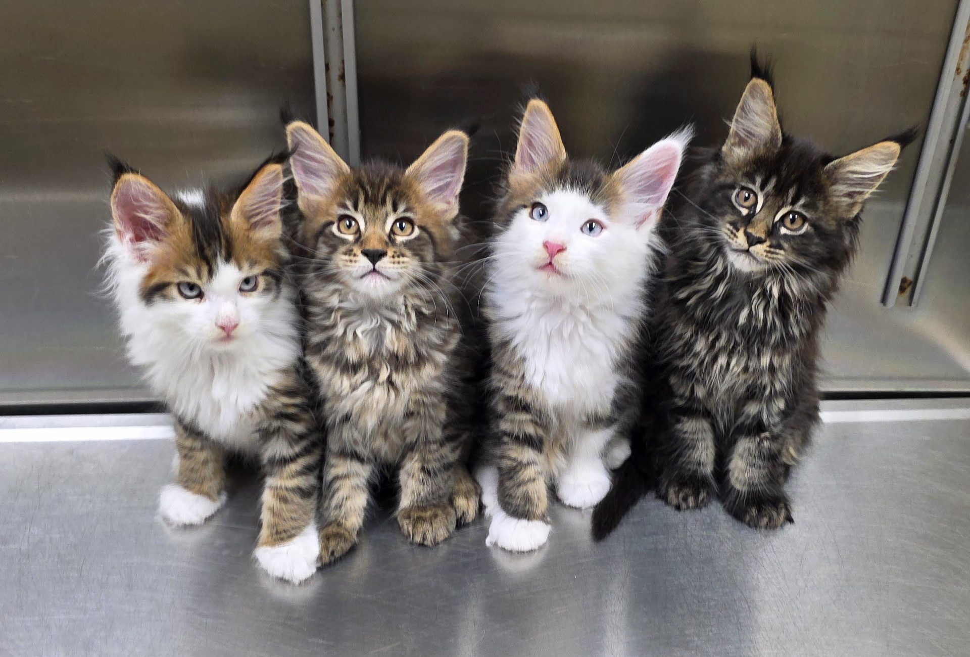 Maine Coon Cats for Sale | Maine Coon Breeder | Greenville, Maine